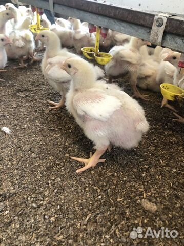 Цыплята бройлеры кобб 500 (куры)