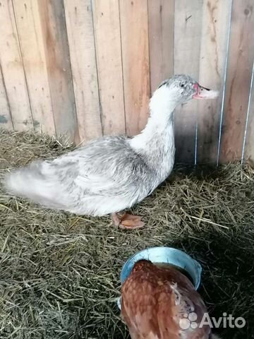 Утки мускусные селезень