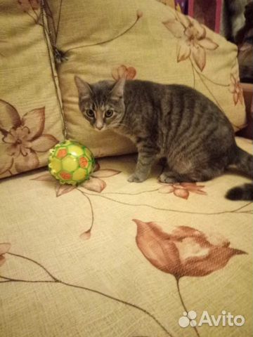 Отдам котенка в добрые руки