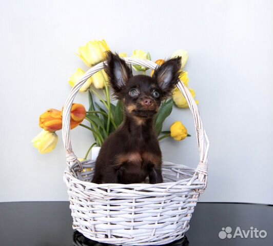 Красивый кукольный щенок мальчик Той-Терьера