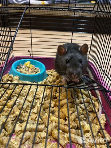 Крыса с клеткой