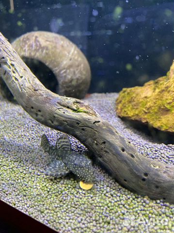 Сом анцитрус