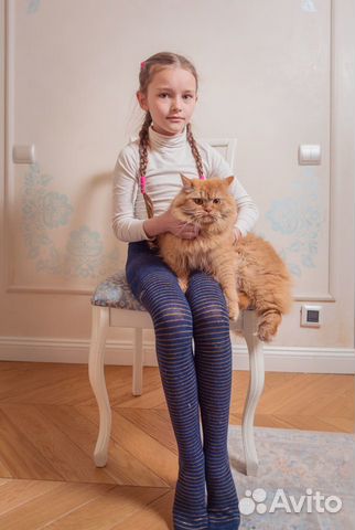 Британская кошечка золотая шиншилла