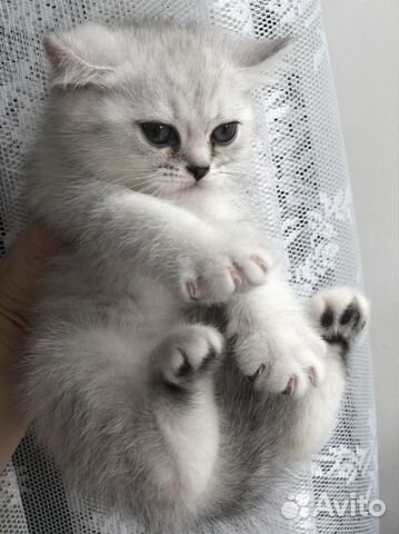 Шотландские котята