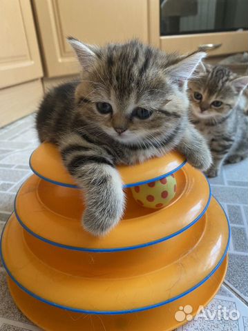 Британские котята
