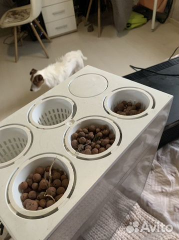 Акваферма аквариум с цветами