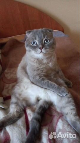 Ищем невесту