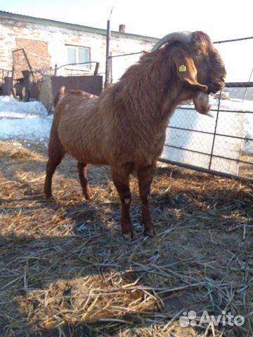 Козлята Красные калахари