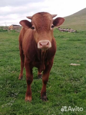 Бык породы Лимузин