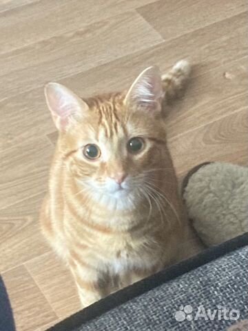 Кот