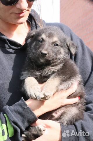 Шалтай хвостиком болтай