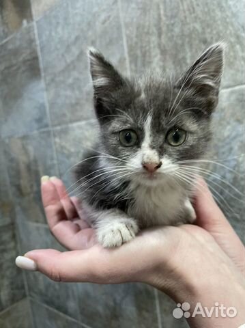 Котенок девочка в добрые руки