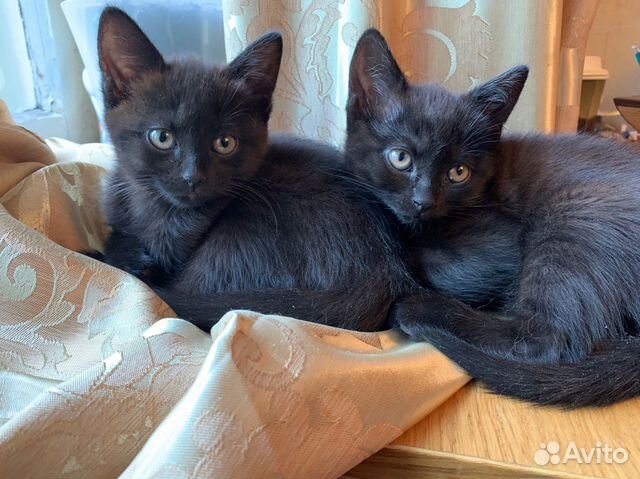 Котята бесплатно