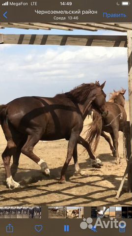 Лошади на продажу