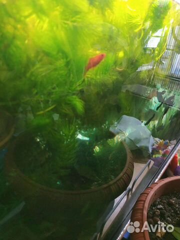 Роголистник таз 10+ литров