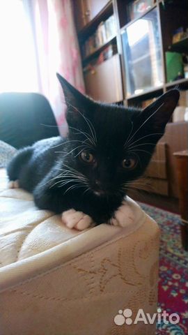 Красотка с белыми усиками, белыми лапками