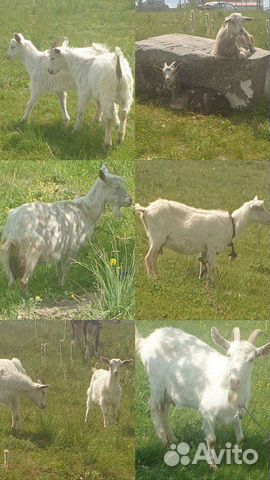 Зааненские козы дойныепродажа