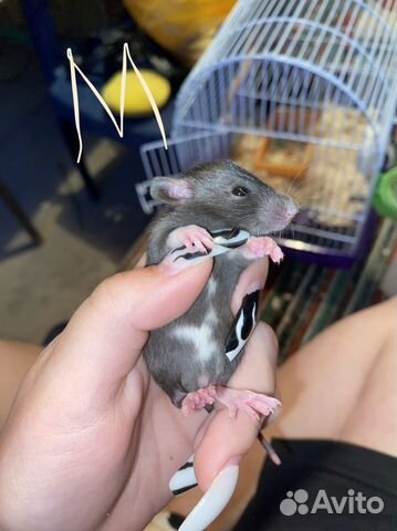 Крысята дамбо рекс