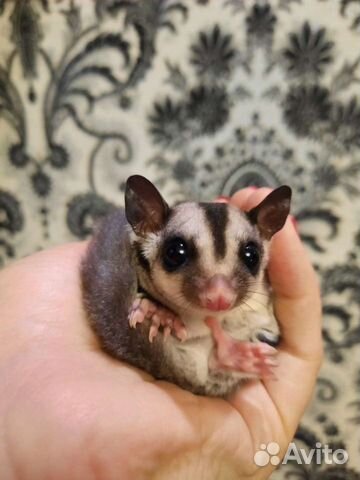 Белочка летяга