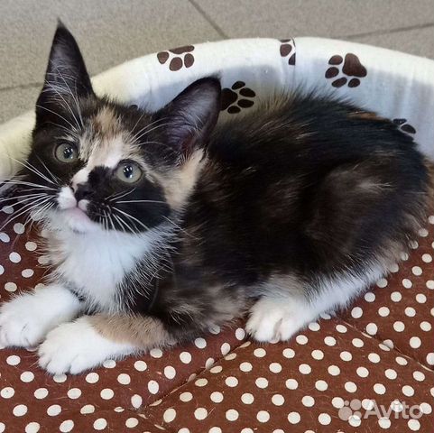 Котёнок Бетти, к лотку приучена