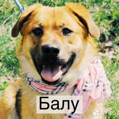 Собака-медвежонок из приюта ищет дом