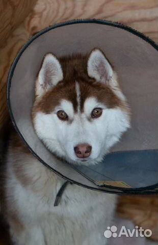 Спокойный щенок хаски Марвел ждёт семью