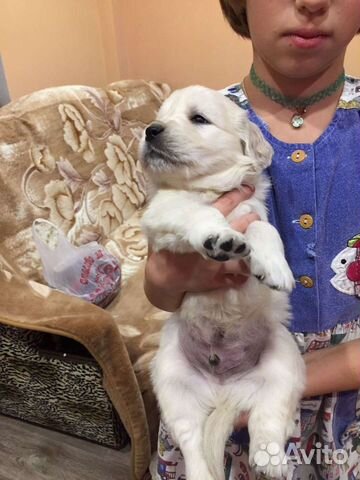 Щенки с документами