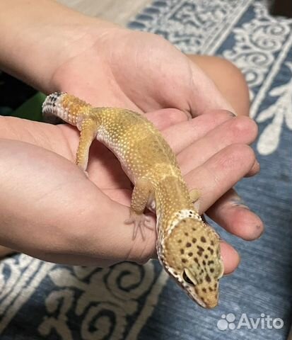 Геккон эублефар