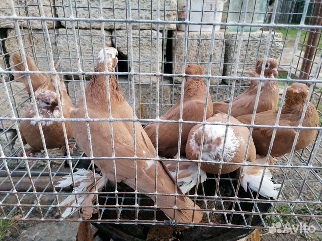 Продажа голубей