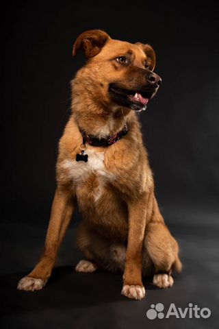 Красивая собака в добрые руки