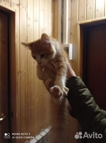 Котенок