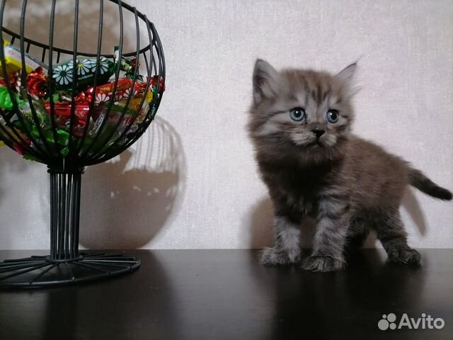 Британский кот Дымный окрас