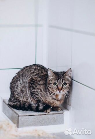 Необычная кошечка ищет семью