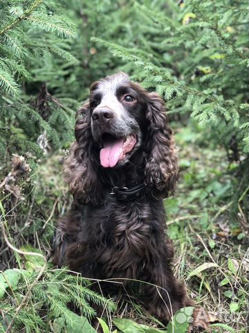 Русский спаниель