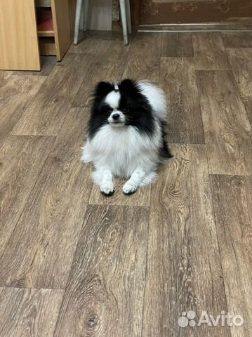 Померанский шпиц вязка кобель