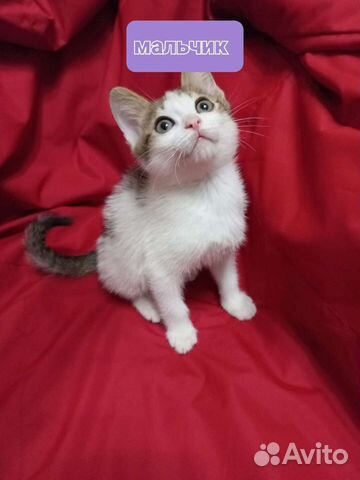 Котенок бесплатно