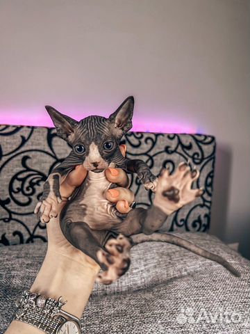 Канадский сфинкс котенок