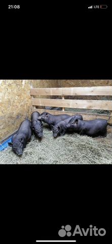 Вьетнамск вислобрюхий поросенок