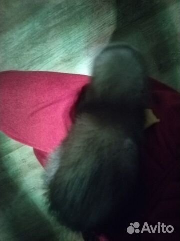 Продаю хорька