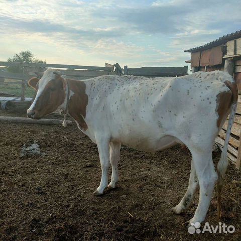 Корова и телочка