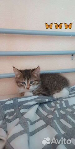 Котёнок в добрые руки мальчик