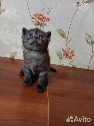 Котёнок