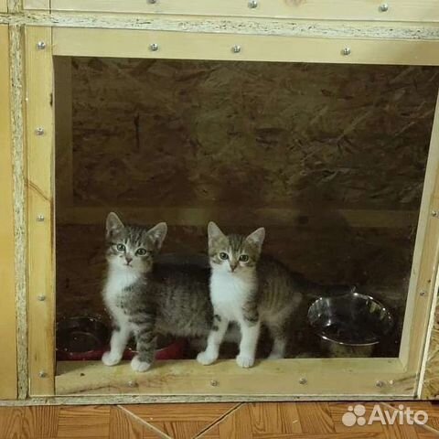 Котята - братик и сестричка