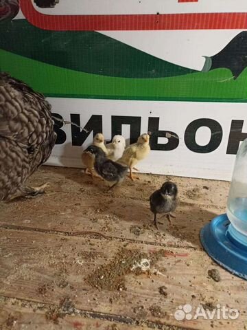 Курица с цыплятами