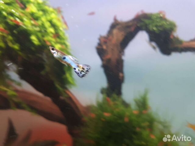 Аквариумные рыбки гуппи