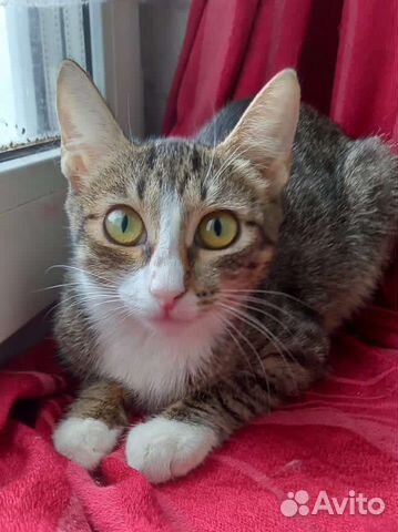 Кошка Жужа в добрые руки в дар