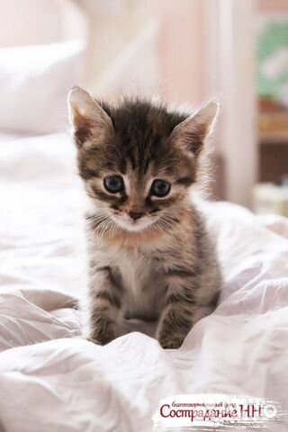 Котенок ищет дом