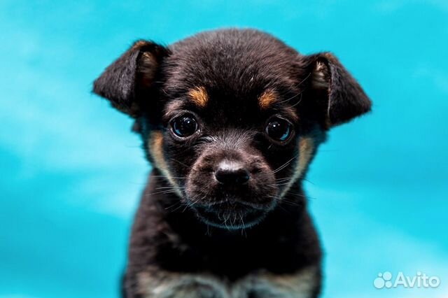 Трогательная малышка Леся ищет дом