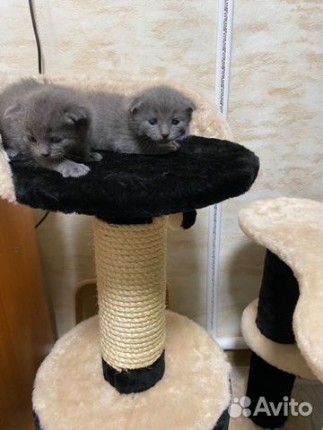 Британские котята