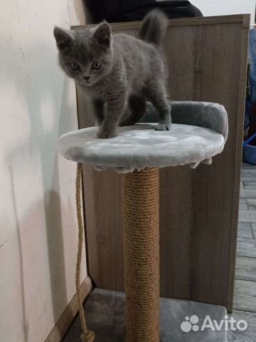 Шотландские котенок. Прямо ухий